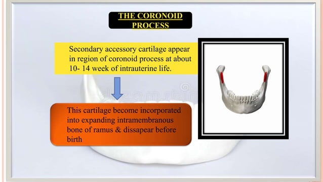 SURGICAL ANATOMY OF MANDIBLE.pptx | Bone and Joint Conditions | Diseases and Conditions