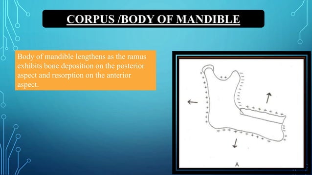 SURGICAL ANATOMY OF MANDIBLE.pptx | Bone and Joint Conditions | Diseases and Conditions
