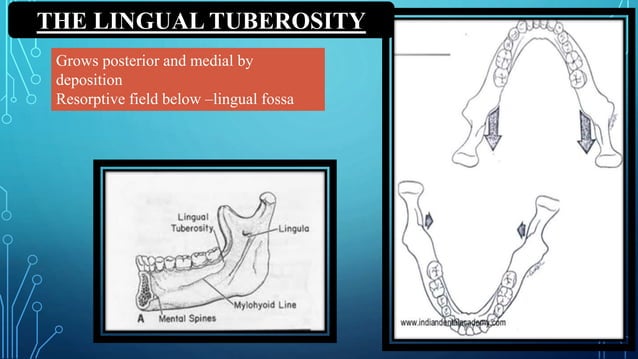 SURGICAL ANATOMY OF MANDIBLE.pptx | Bone and Joint Conditions | Diseases and Conditions