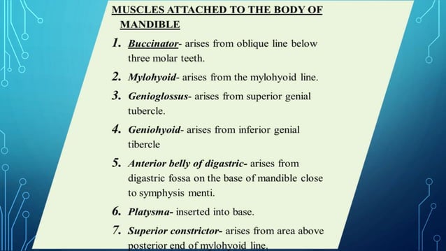SURGICAL ANATOMY OF MANDIBLE.pptx | Bone and Joint Conditions ...