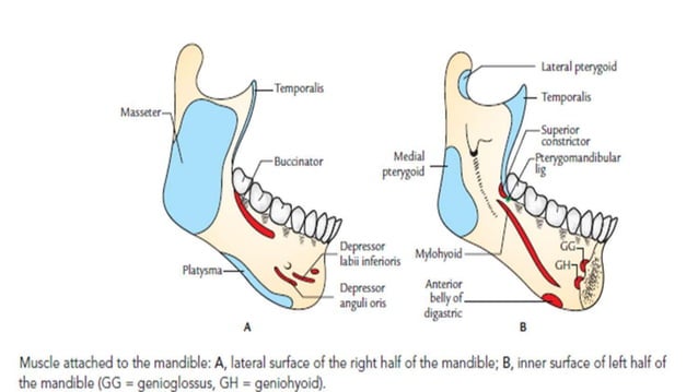 SURGICAL ANATOMY OF MANDIBLE.pptx | Bone and Joint Conditions ...