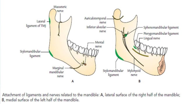 SURGICAL ANATOMY OF MANDIBLE.pptx | Bone and Joint Conditions ...