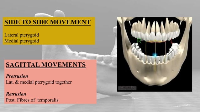 SURGICAL ANATOMY OF MANDIBLE.pptx | Bone and Joint Conditions ...