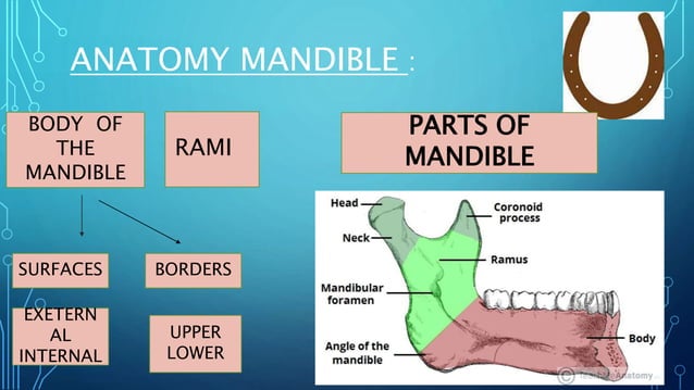 SURGICAL ANATOMY OF MANDIBLE.pptx | Bone and Joint Conditions ...