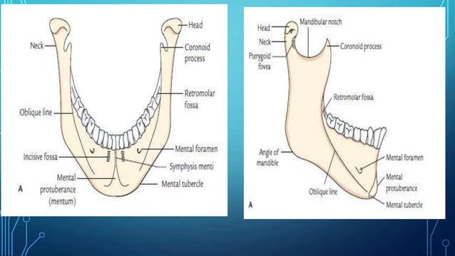 SURGICAL ANATOMY OF MANDIBLE.pptx | Bone and Joint Conditions ...