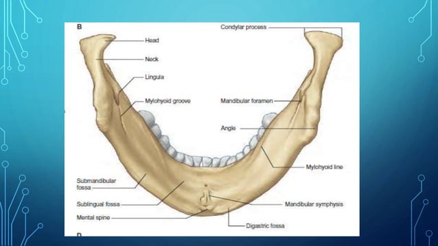 SURGICAL ANATOMY OF MANDIBLE.pptx | Bone and Joint Conditions | Diseases and Conditions