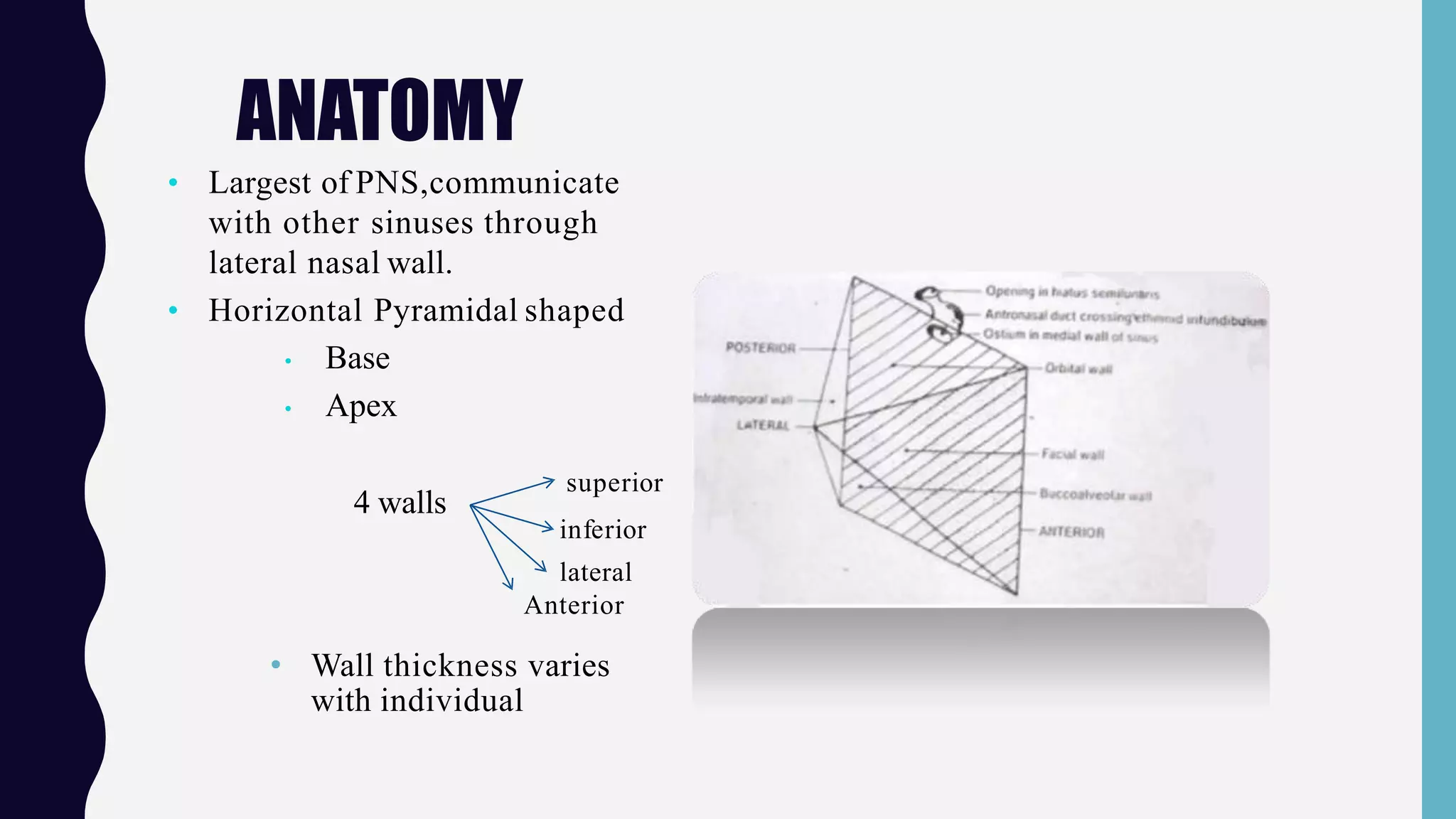 Surgical anatomy of maxillary sinus | PPTX