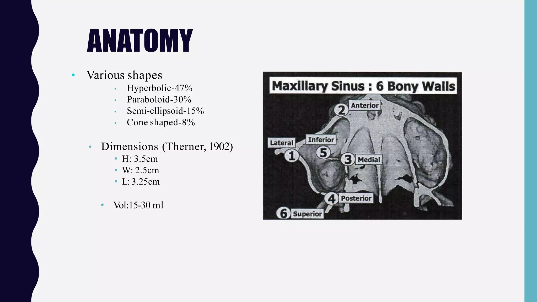 Surgical anatomy of maxillary sinus | PPTX