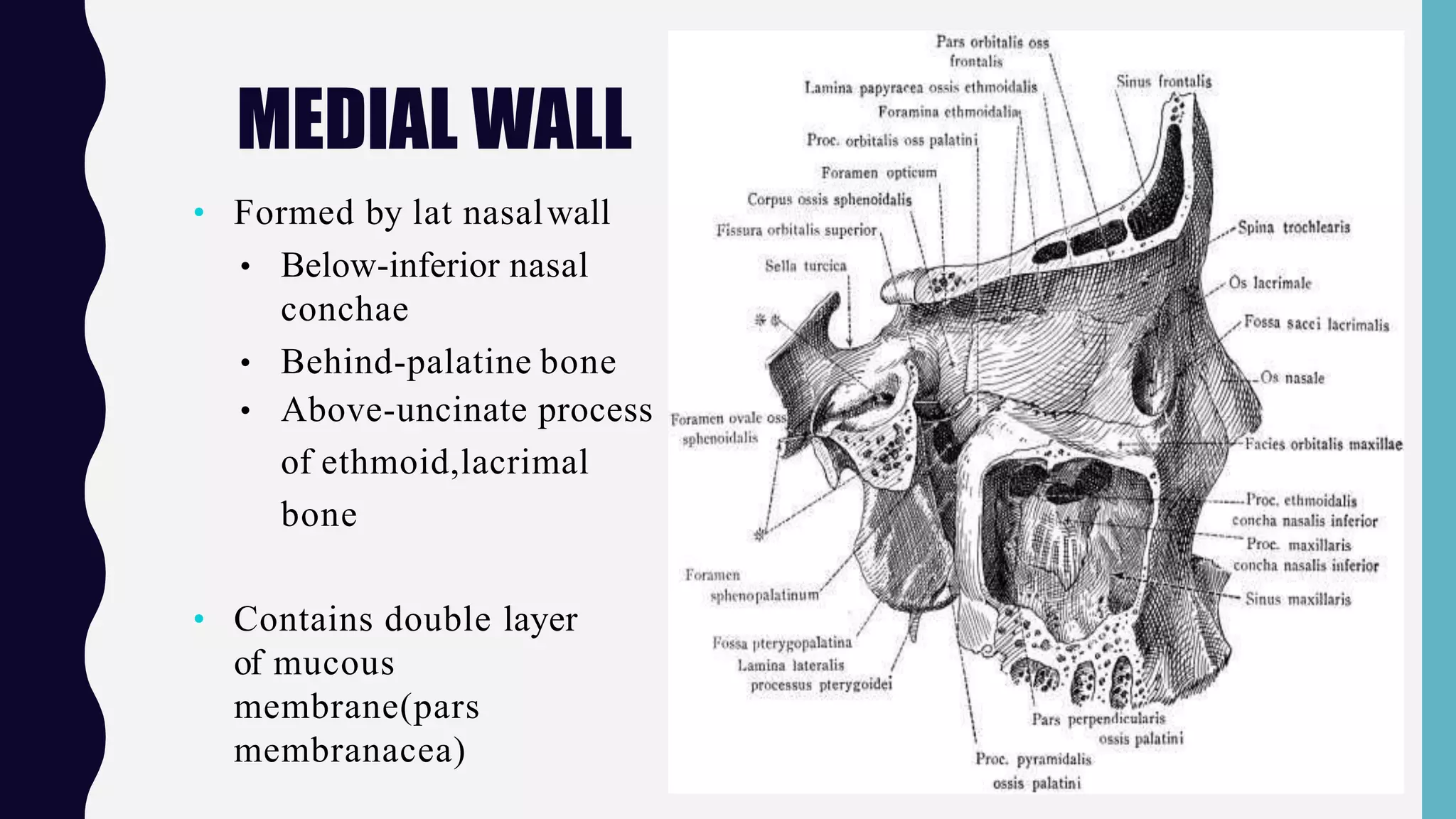 Surgical anatomy of maxillary sinus | PPTX