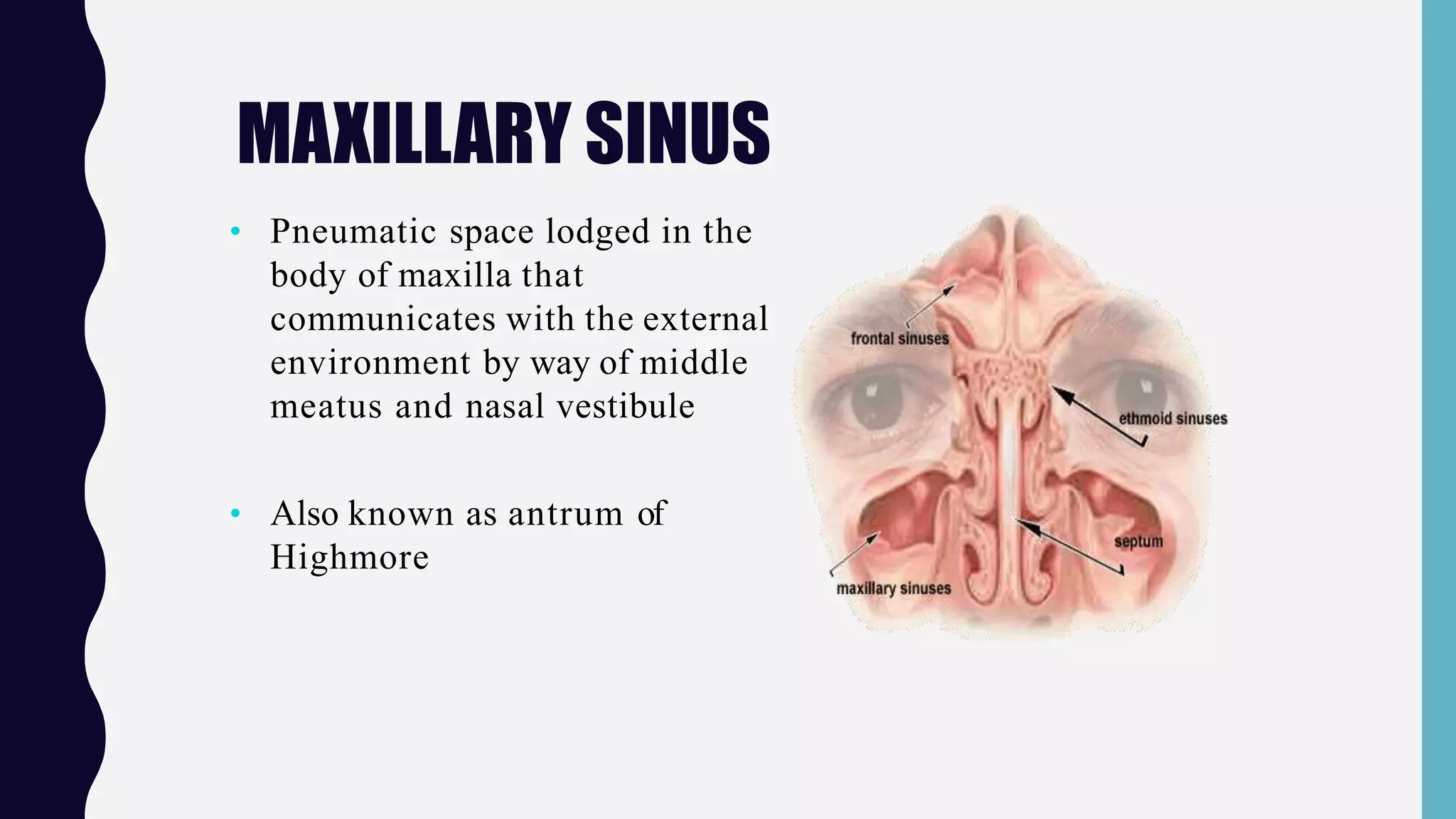 Surgical anatomy of maxillary sinus | PPTX
