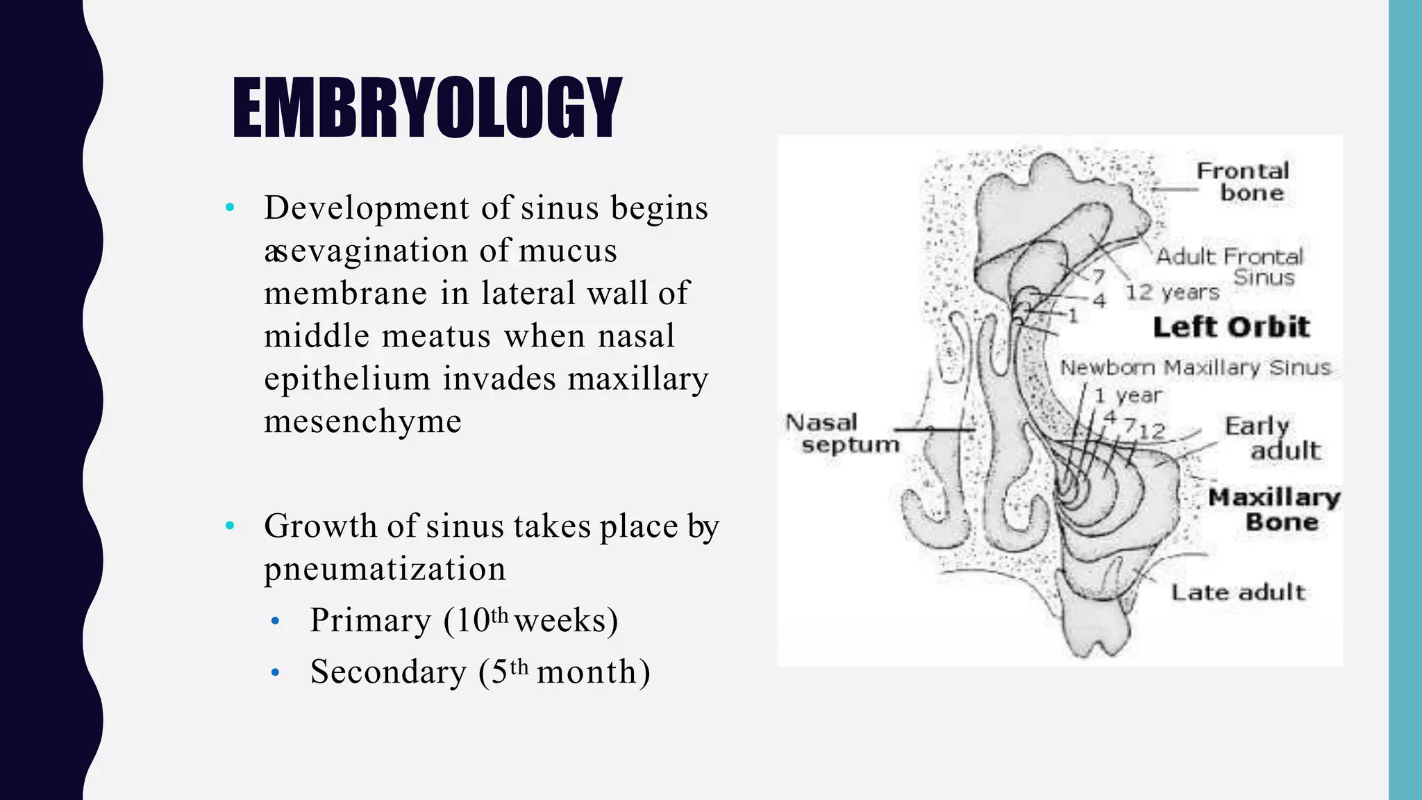 Surgical anatomy of maxillary sinus | PPTX
