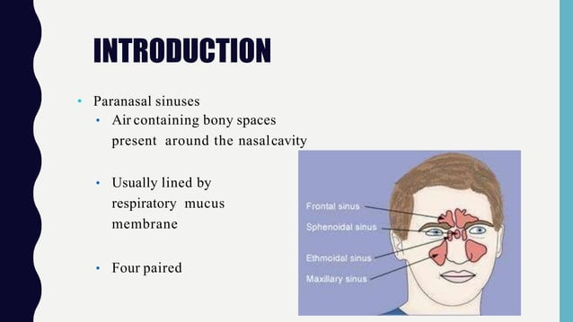 Surgical anatomy of maxillary sinus | PPTX