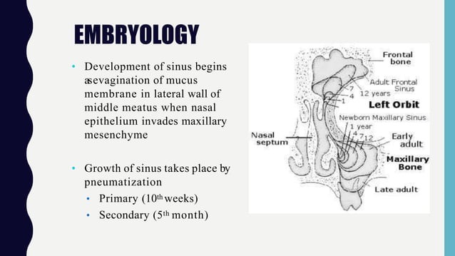 Surgical anatomy of maxillary sinus | PPTX