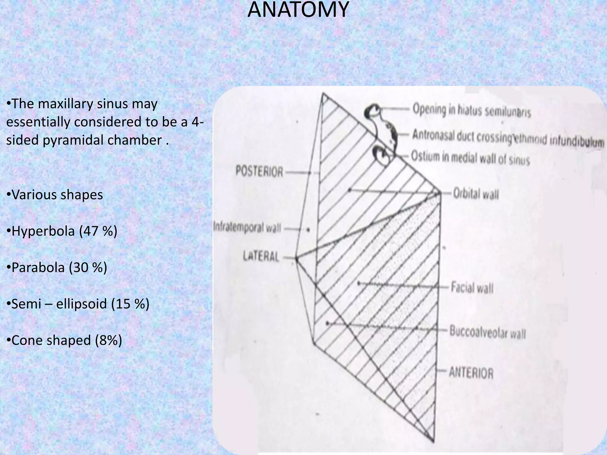 Surgical anatomy of Maxillary Sinus , Lateral wall of nose and Soft ...