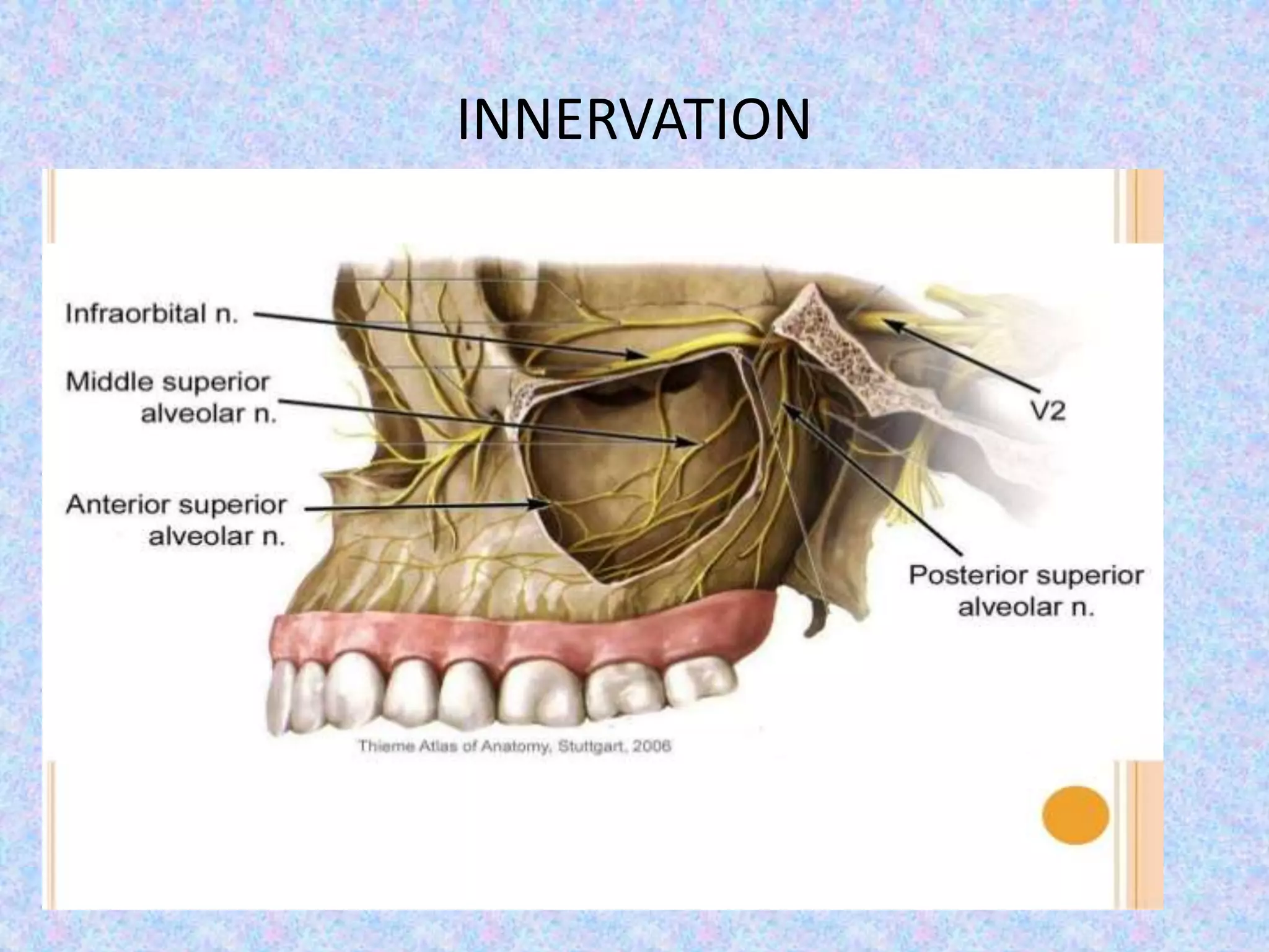 Surgical anatomy of Maxillary Sinus , Lateral wall of nose and Soft ...
