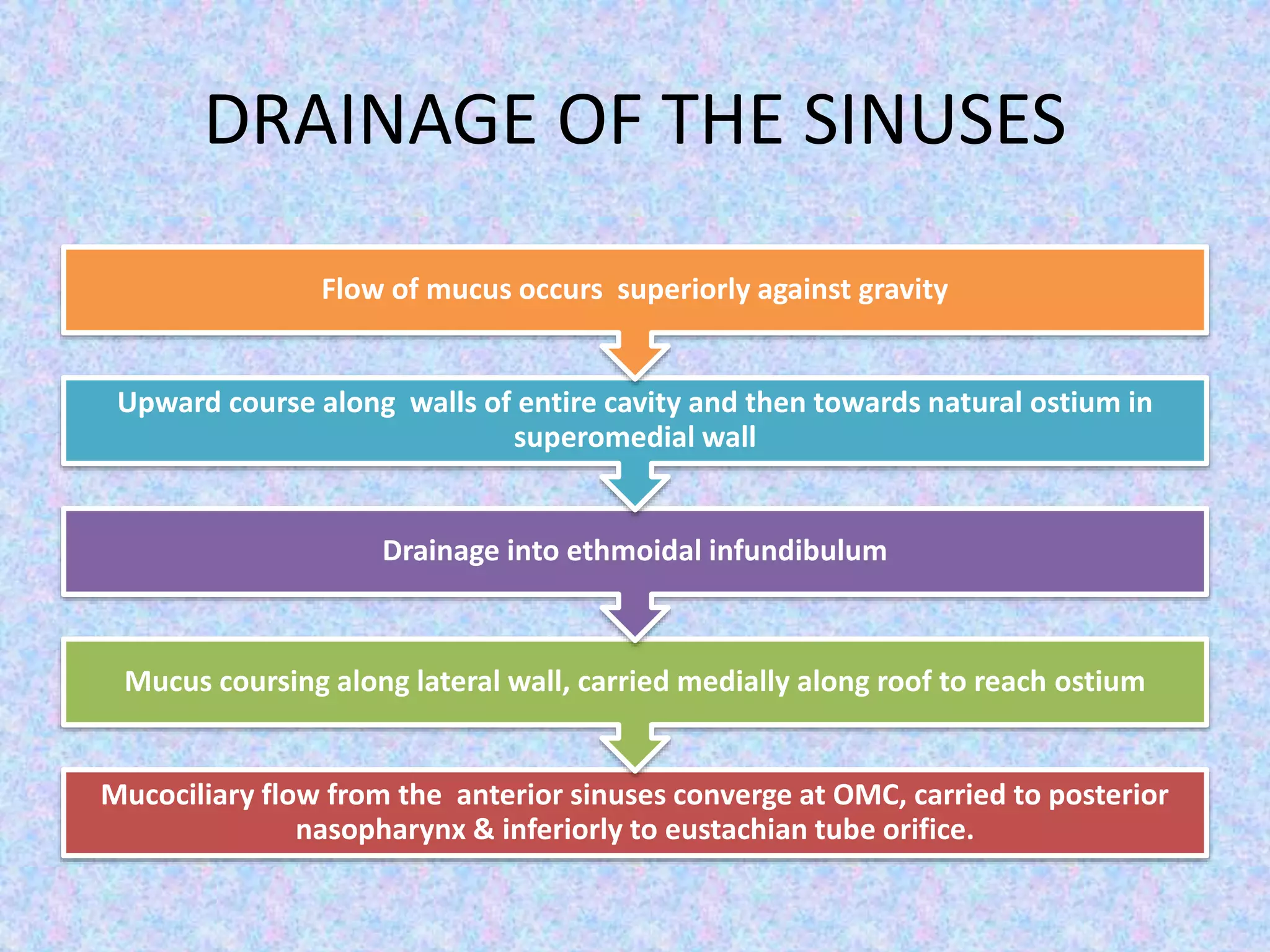 Surgical anatomy of Maxillary Sinus , Lateral wall of nose and Soft ...