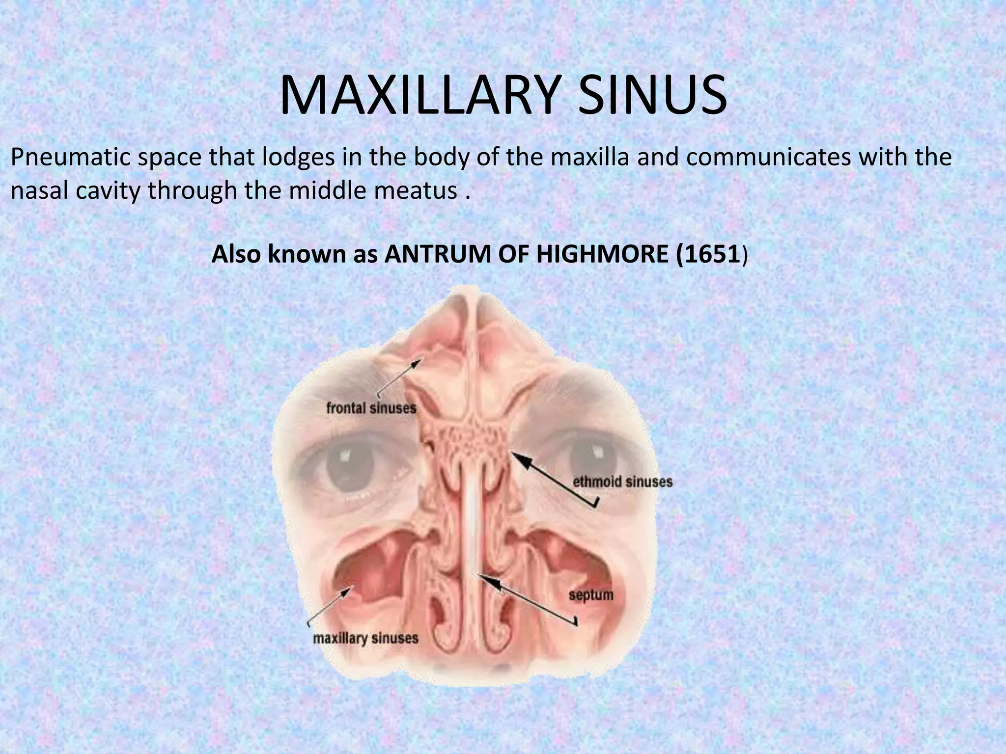 Surgical anatomy of Maxillary Sinus , Lateral wall of nose and Soft ...