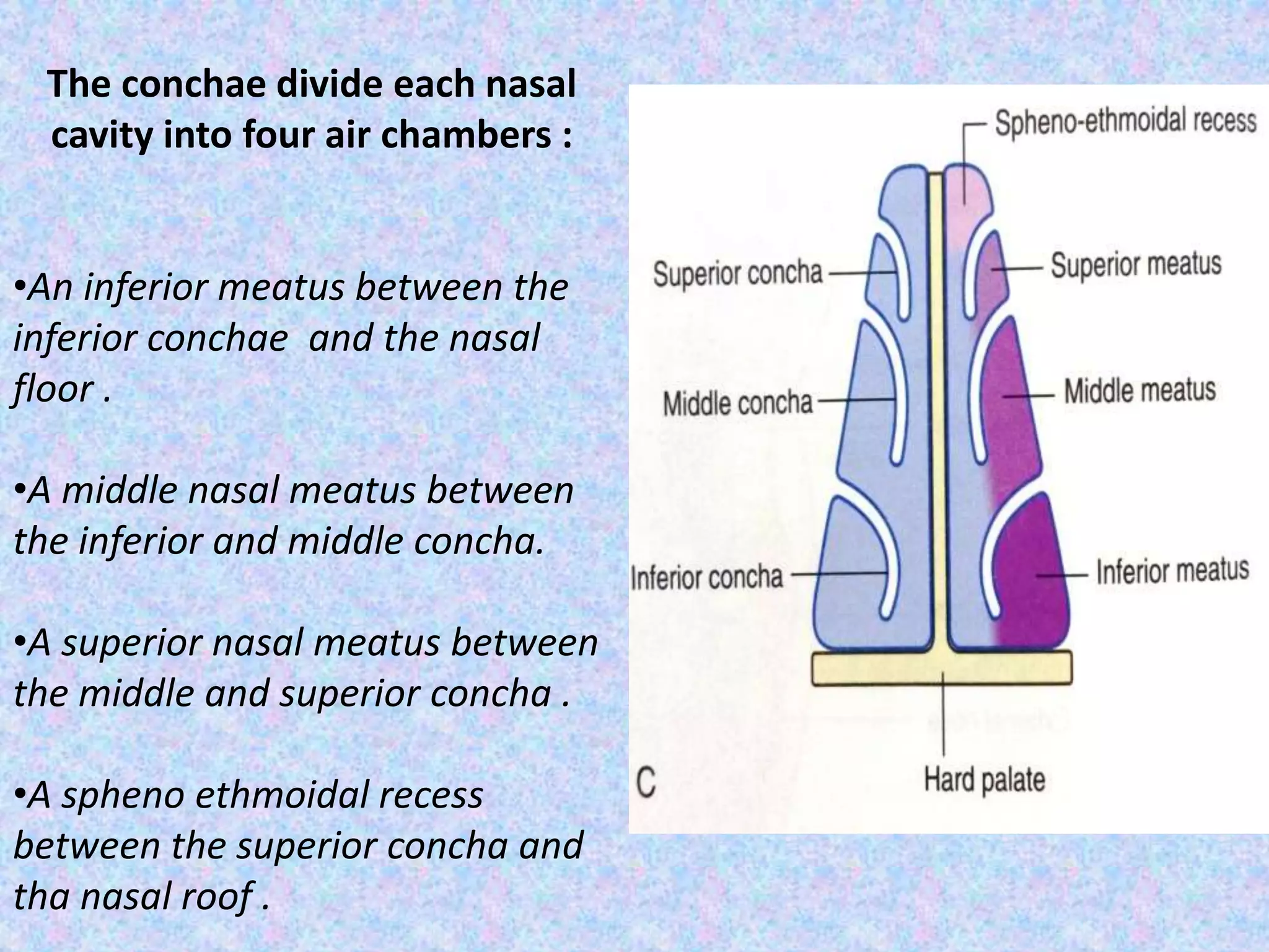 Surgical anatomy of Maxillary Sinus , Lateral wall of nose and Soft ...
