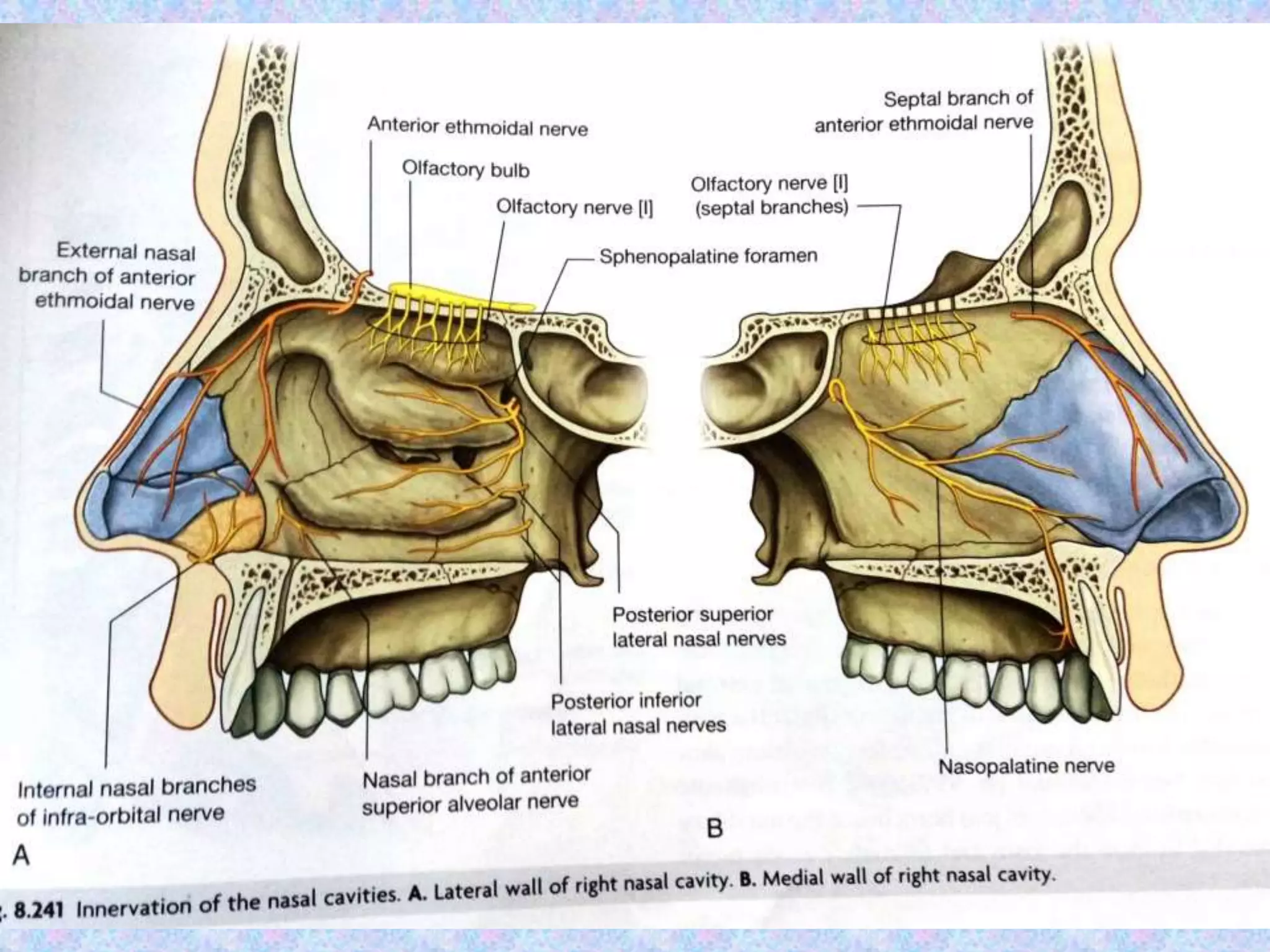 Surgical anatomy of Maxillary Sinus , Lateral wall of nose and Soft ...