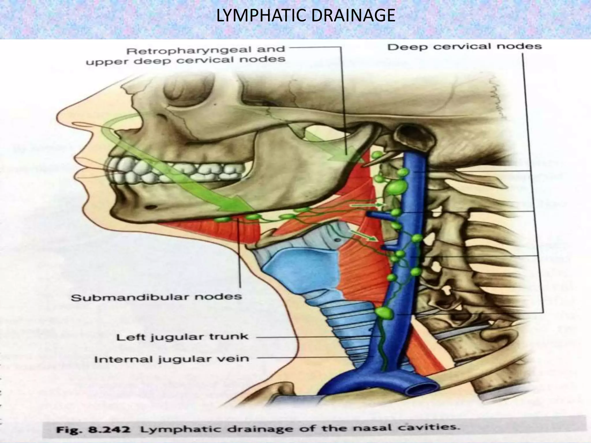 Surgical anatomy of Maxillary Sinus , Lateral wall of nose and Soft ...