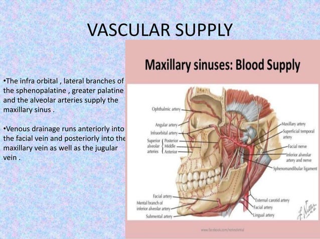 Surgical anatomy of Maxillary Sinus , Lateral wall of nose and Soft Palate | PPT