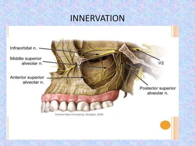 Surgical anatomy of Maxillary Sinus , Lateral wall of nose and Soft ...