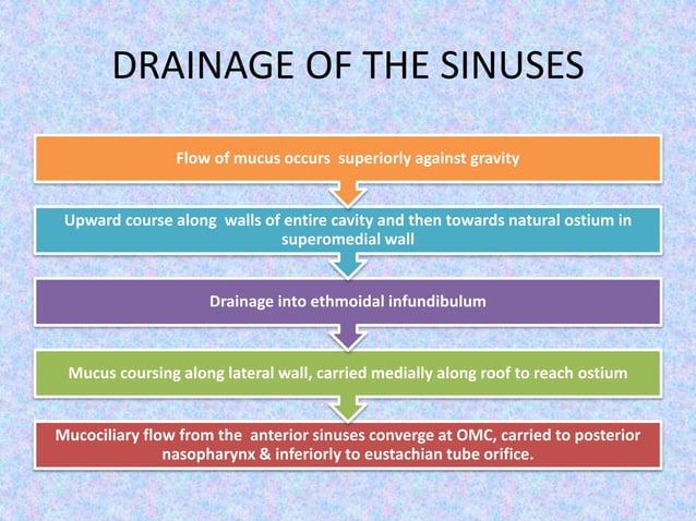 Surgical anatomy of Maxillary Sinus , Lateral wall of nose and Soft ...