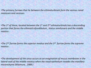 Surgical anatomy of Maxillary Sinus , Lateral wall of nose and Soft ...