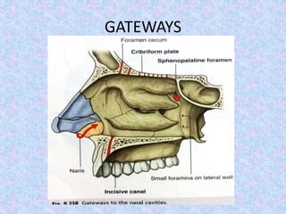 Surgical anatomy of Maxillary Sinus , Lateral wall of nose and Soft ...