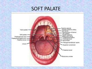 Surgical anatomy of Maxillary Sinus , Lateral wall of nose and Soft ...