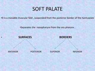 Surgical anatomy of Maxillary Sinus , Lateral wall of nose and Soft ...