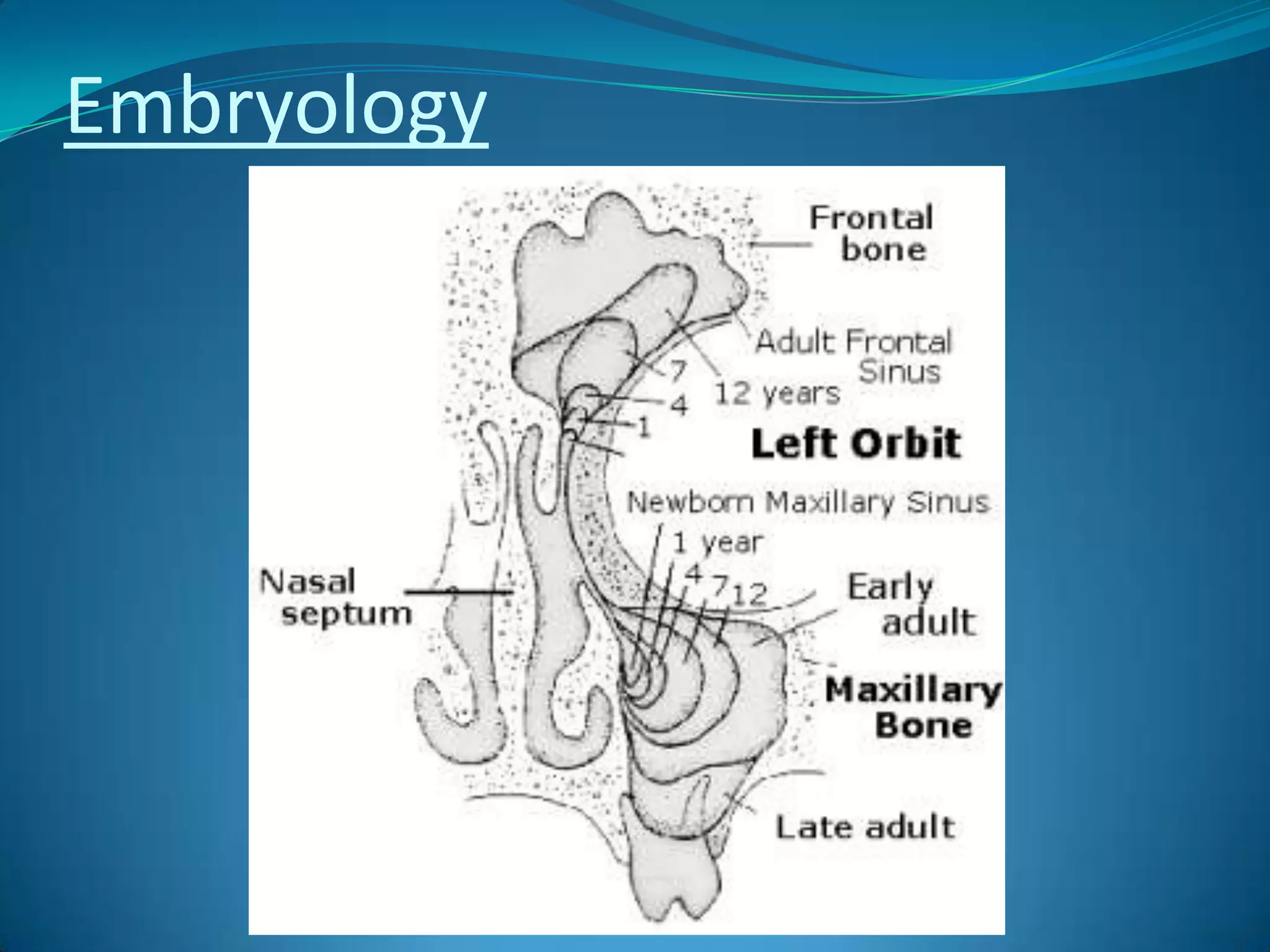 Surgical anatomy of maxillary sinus – note on (2) | PPTX