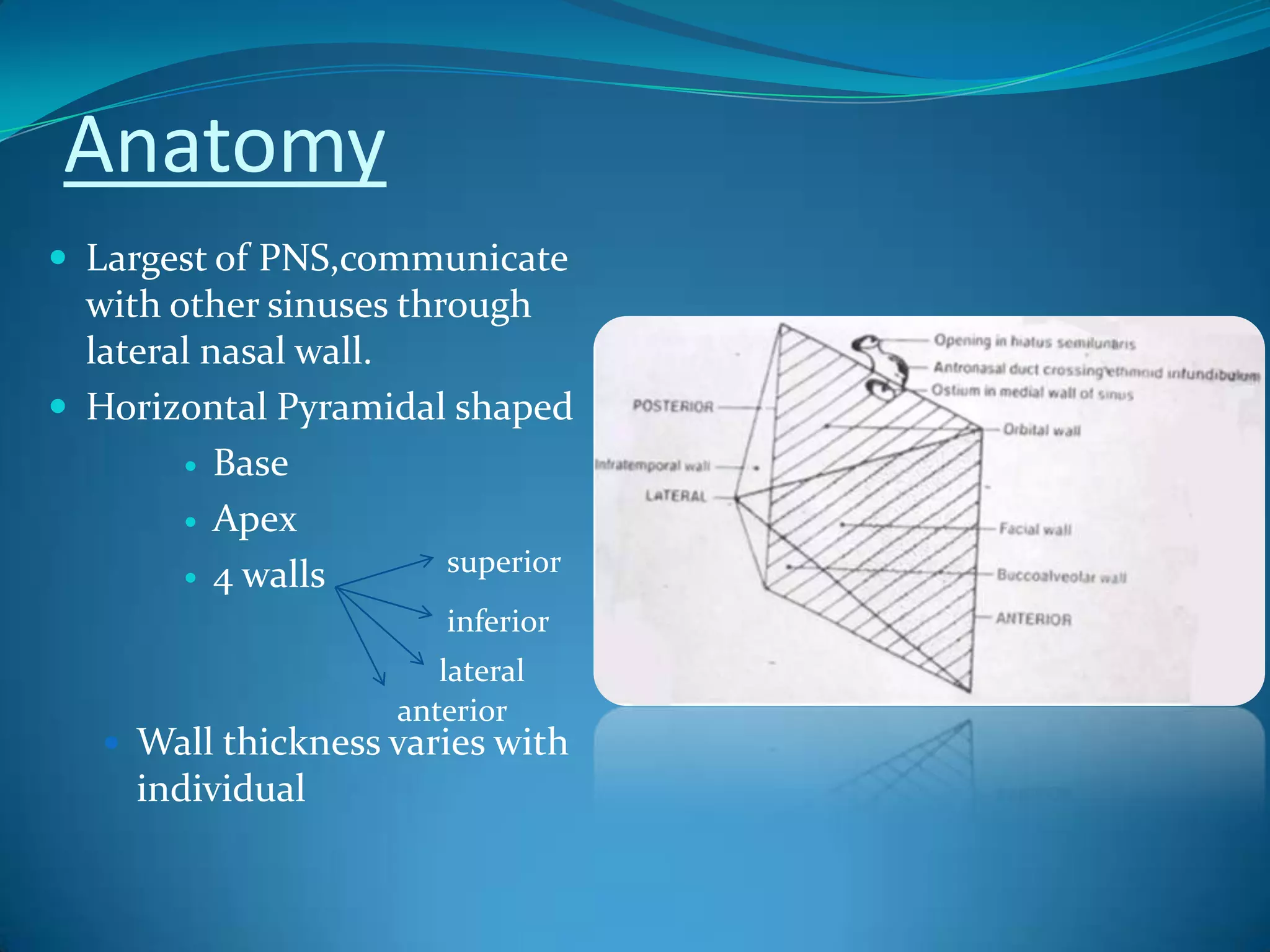 Surgical anatomy of maxillary sinus – note on (2) | PPTX