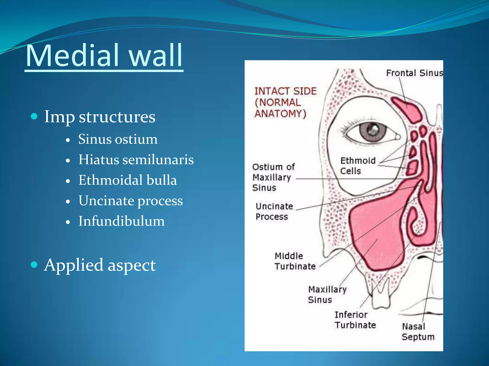 Surgical anatomy of maxillary sinus – note on (2) | PPTX