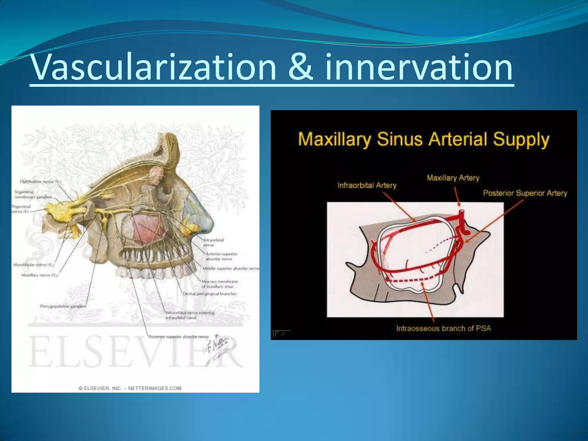 Surgical anatomy of maxillary sinus – note on (2) | PPTX