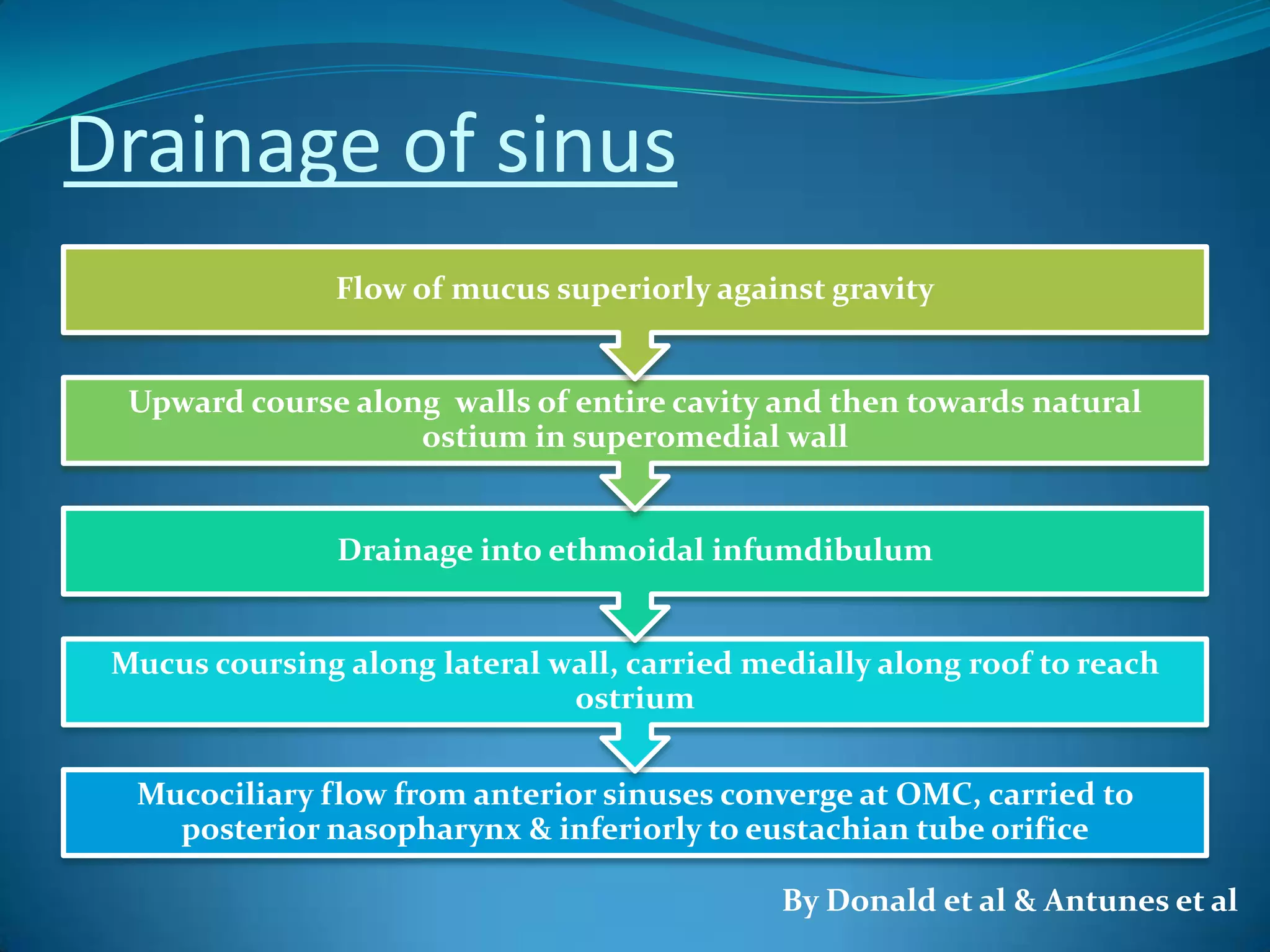 Surgical anatomy of maxillary sinus – note on (2) | PPTX