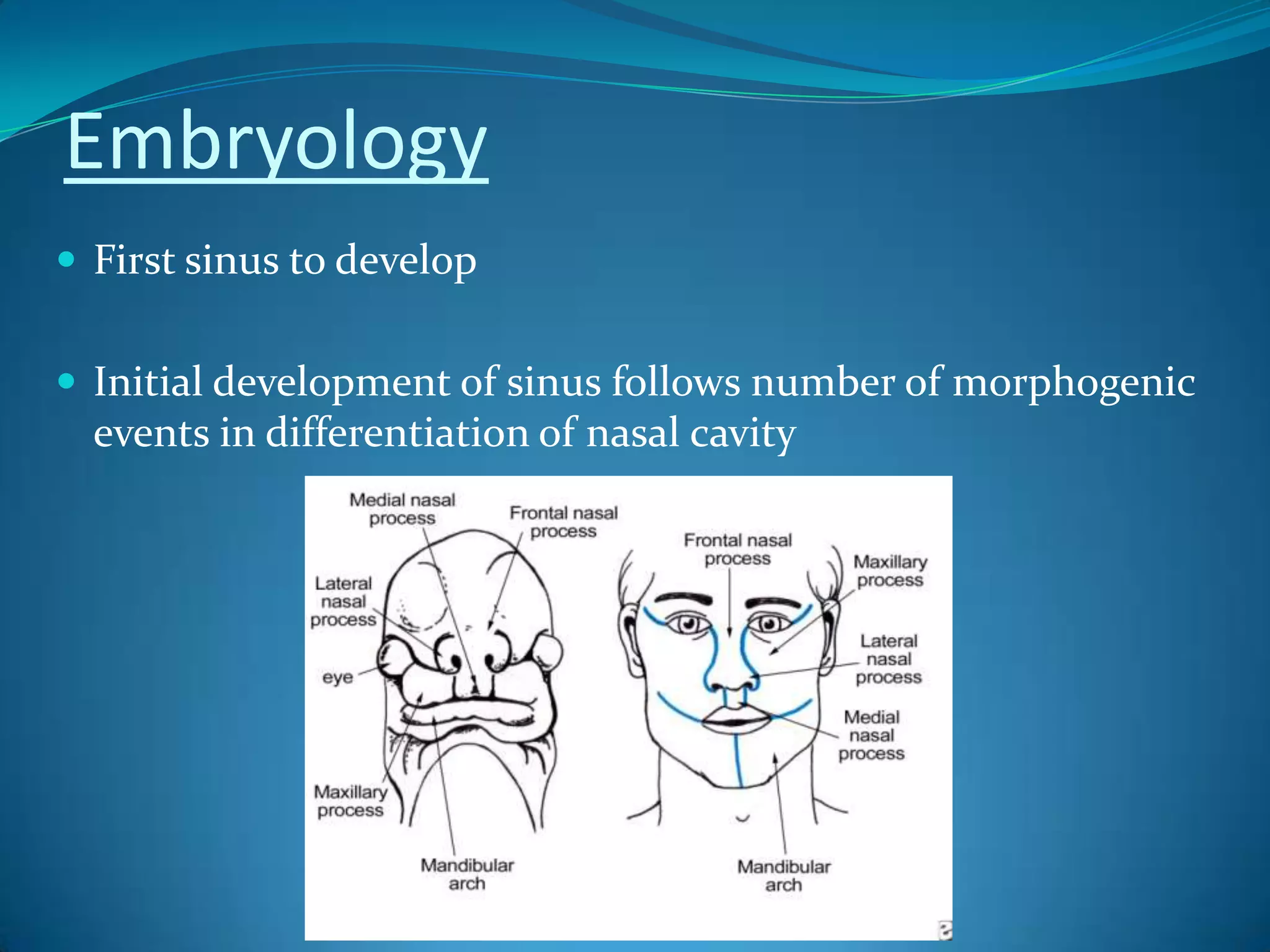 Surgical anatomy of maxillary sinus – note on (2) | PPTX