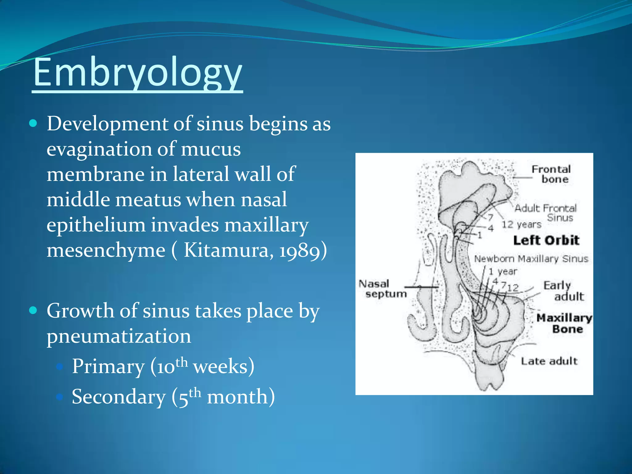 Surgical anatomy of maxillary sinus – note on (2) | PPTX
