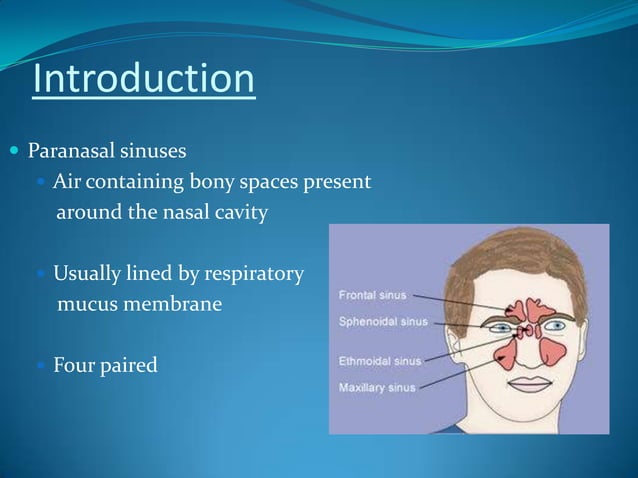 Surgical anatomy of maxillary sinus – note on (2) | PPTX
