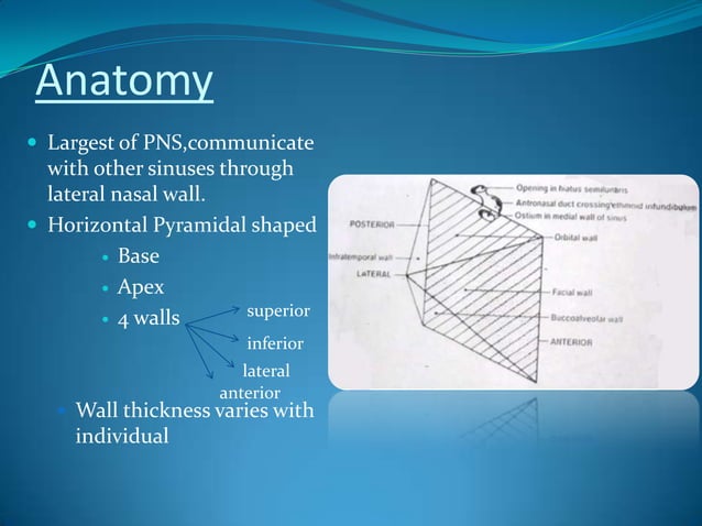 Surgical Anatomy Of Maxillary Sinus Note On 2 Pptx
