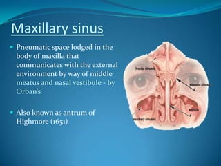 Antrum Maxillary
