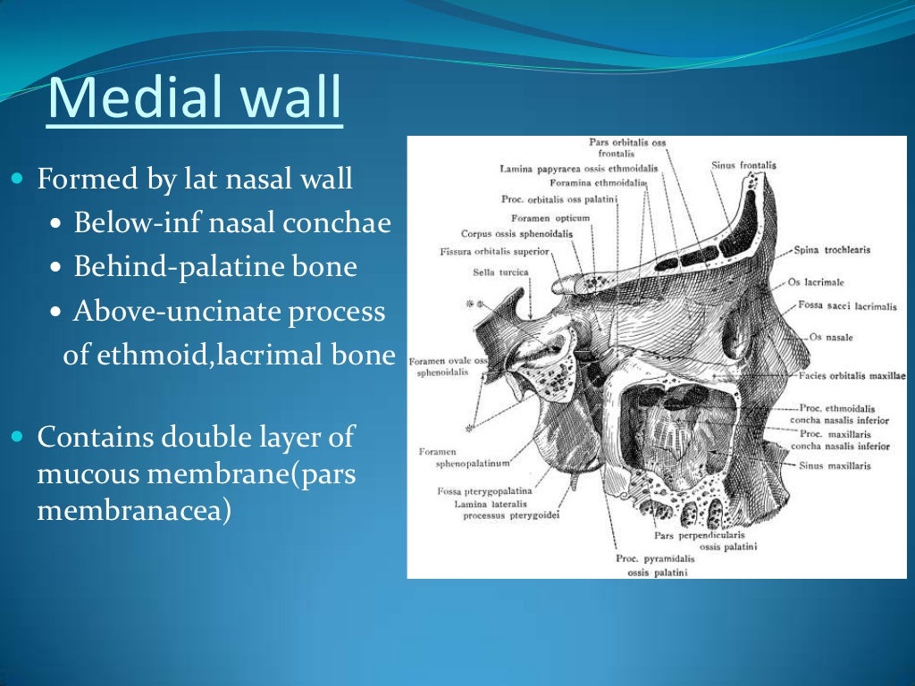 Surgical anatomy of maxillary sinus – note on (2)