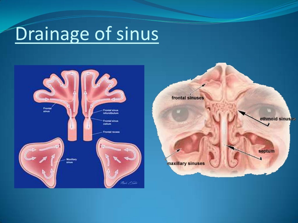 Maxillary Sinus Human Skeleton Anatomy Medical Anatom - vrogue.co Maxillary Sinus Human Skeleton Anatomy Medical Anatom - vrogue.co