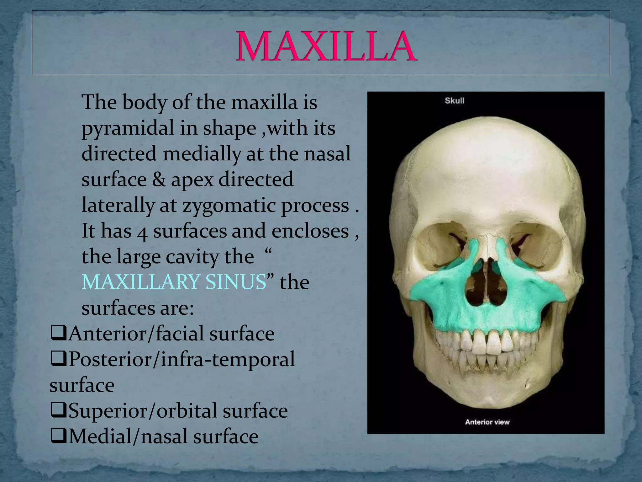 SURGICAL ANATOMY OF MID FACE.pptx