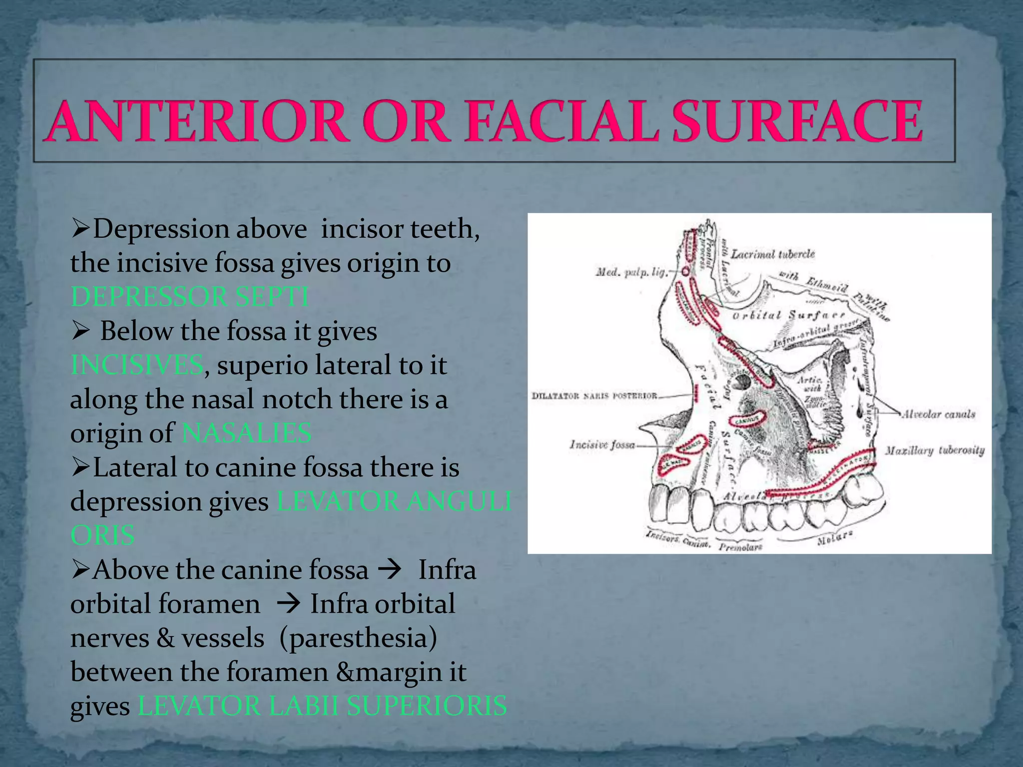 SURGICAL ANATOMY OF MID FACE.pptx