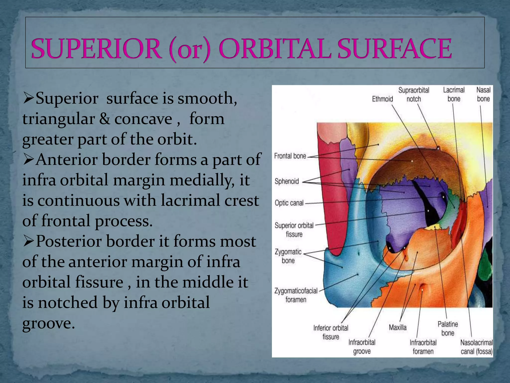 SURGICAL ANATOMY OF MID FACE.pptx