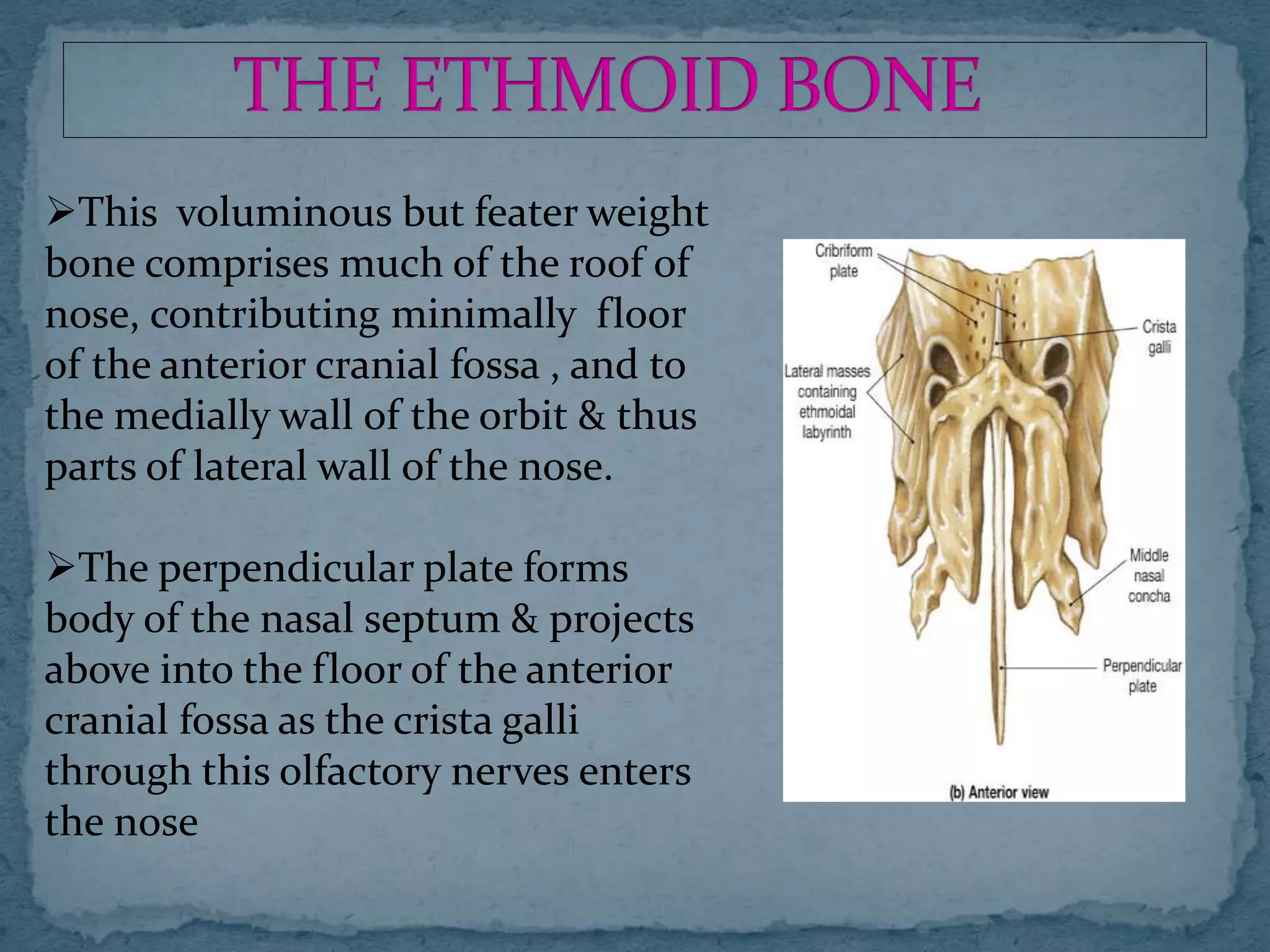 SURGICAL ANATOMY OF MID FACE.pptx
