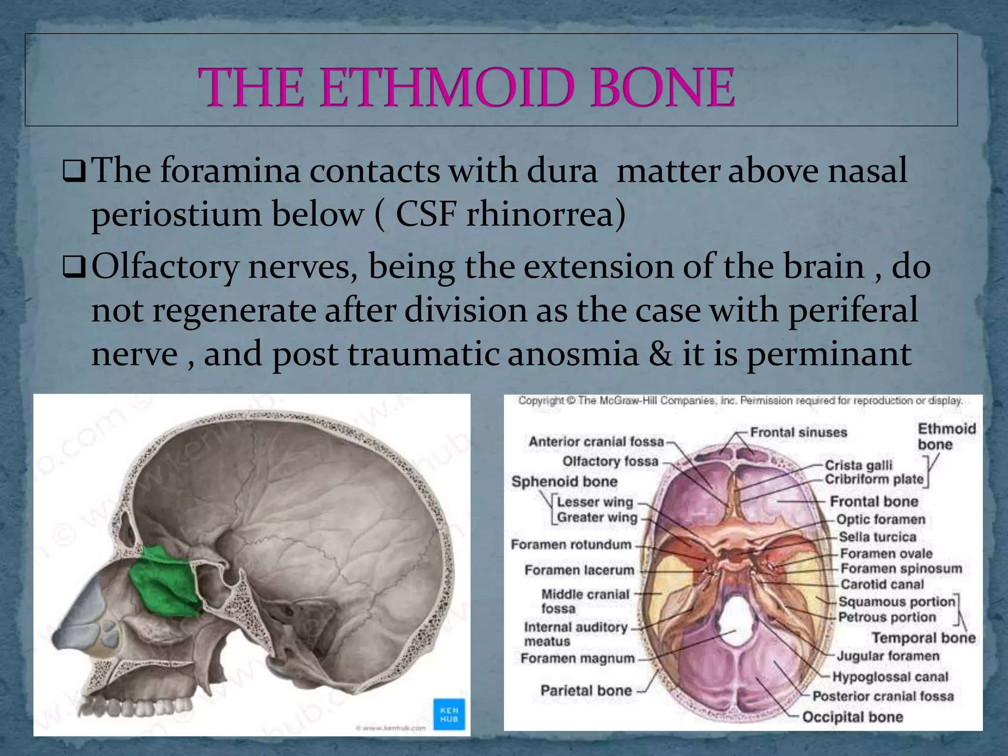 SURGICAL ANATOMY OF MID FACE.pptx