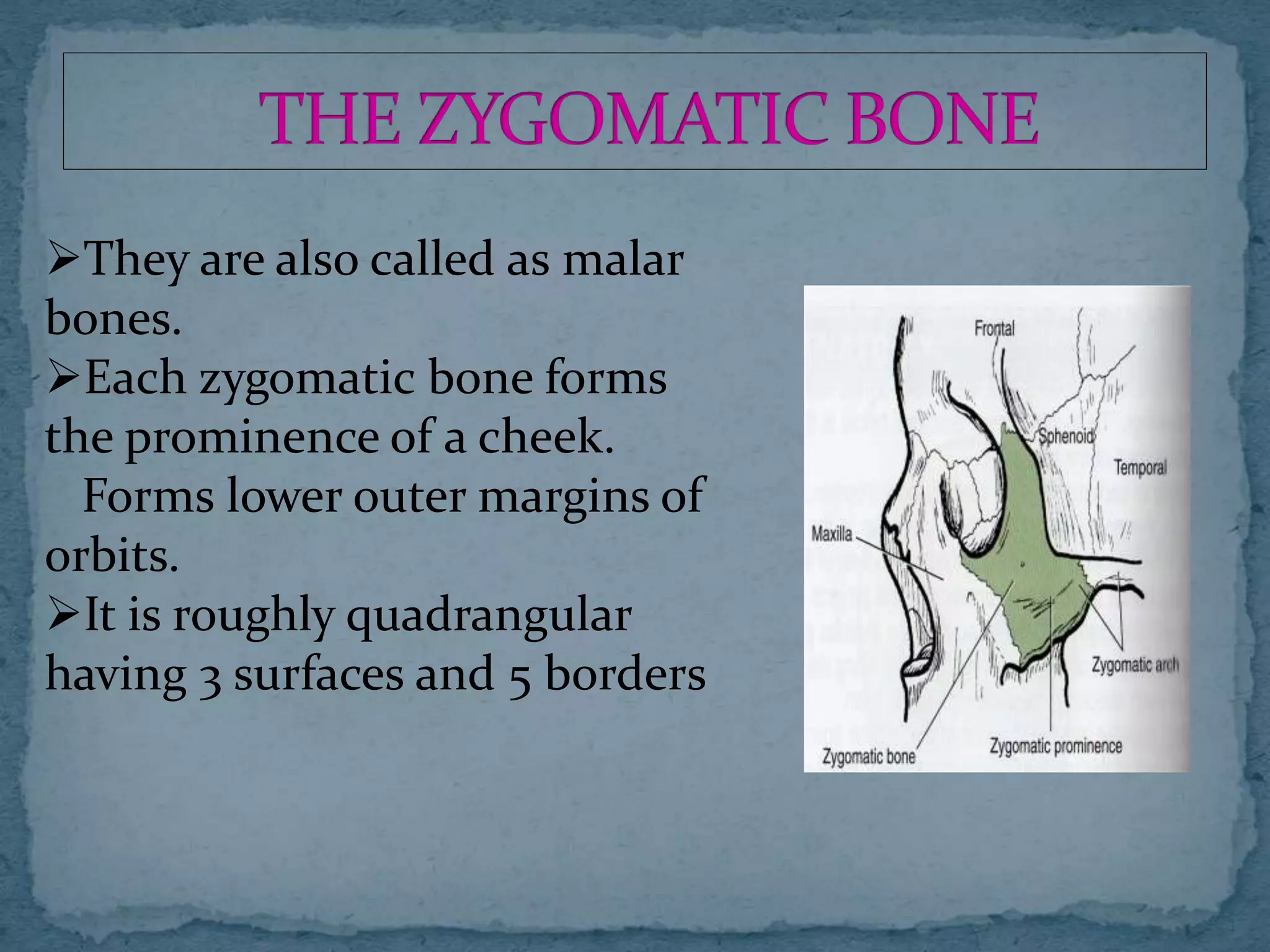 SURGICAL ANATOMY OF MID FACE.pptx