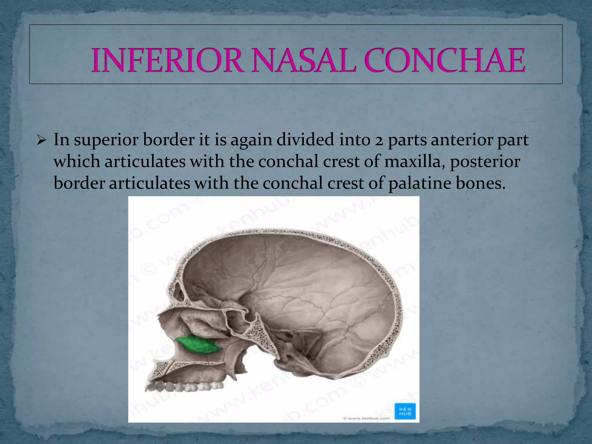 SURGICAL ANATOMY OF MID FACE.pptx